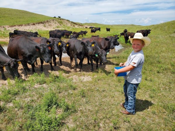 Cattle Ranch - Walk to Unlock Nebraska
