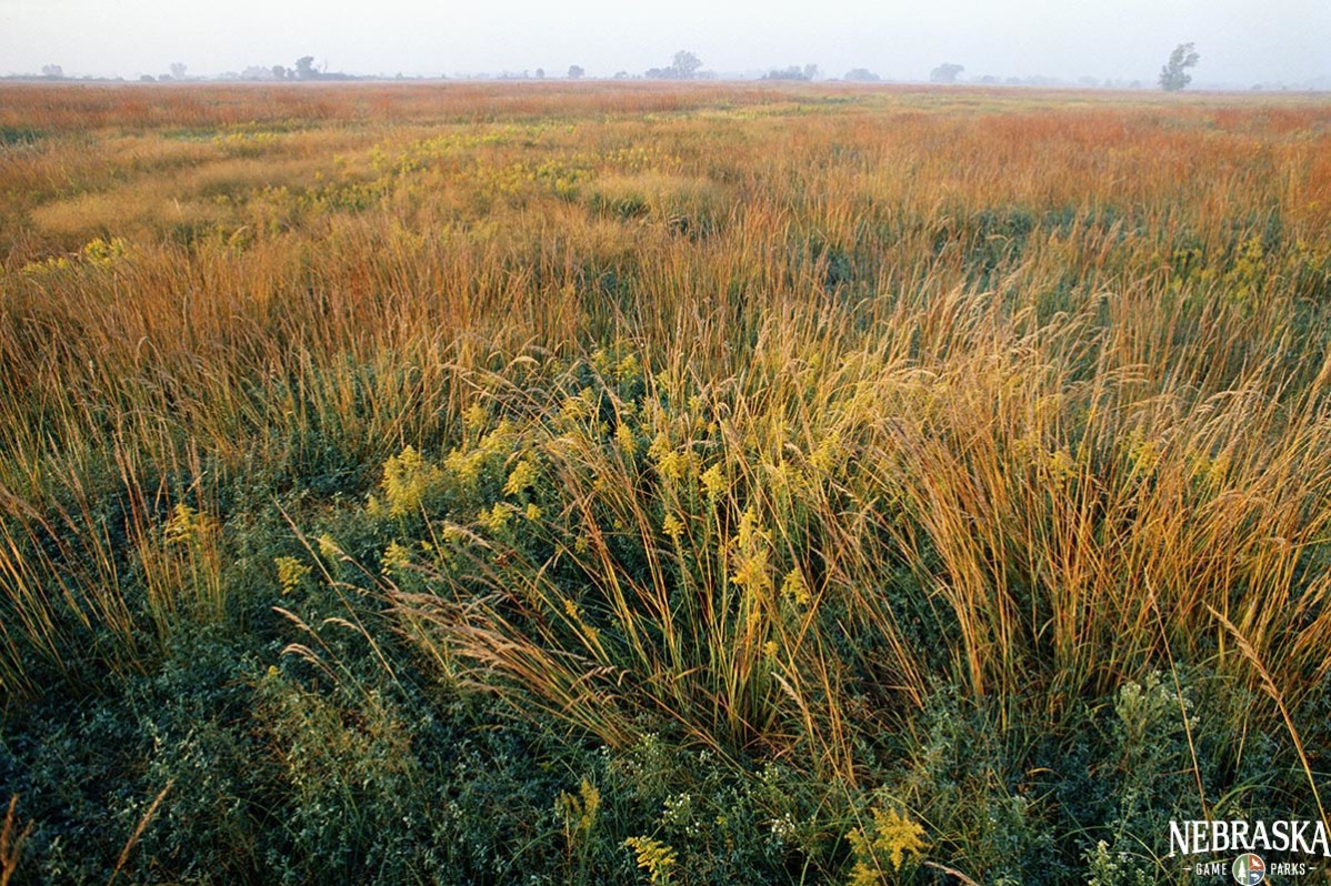 Tallgrass Prairie Habitat - Walk to Unlock Nebraska