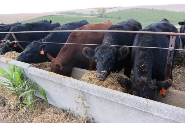 Harry Knobbe Feedyards - Walk to Unlock Nebraska