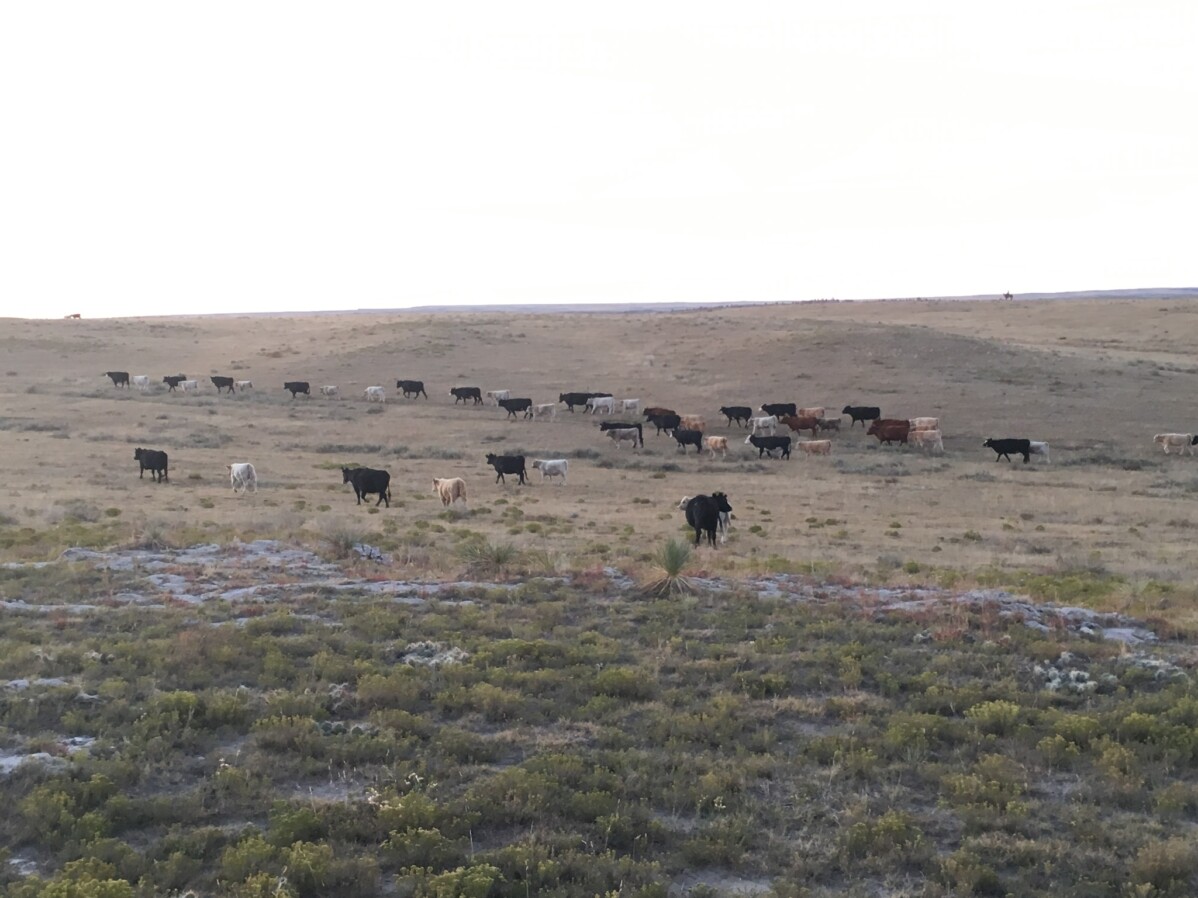 Diamond Bar Ranch - Walk to Unlock Nebraska