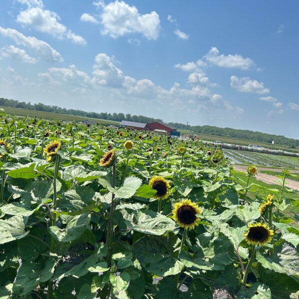 Nelson Produce Farm - Walk to Unlock Nebraska